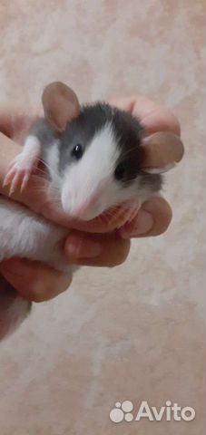 Декоративная крыса