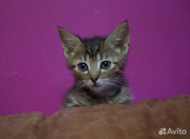 Есть веселые котята