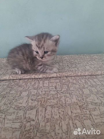 Кошка в дар