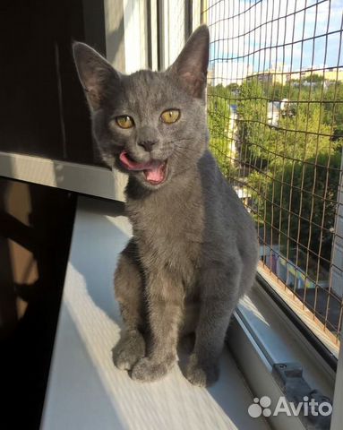 Голубой котик Гриша