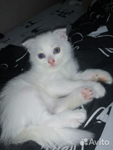 Отдам котят (веслоухие)