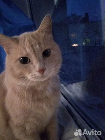 Ласковый мальчик Персик 7 лет ищет свой дом мам