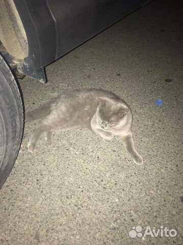 Котик британец