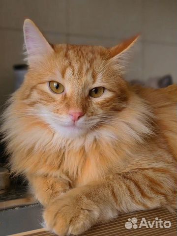 Кот Лёва ищет хозяина. Кошка в дар