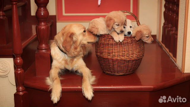 Золотистый ретривер/Голден/Golden retriever