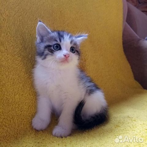 Шотландские котяточки