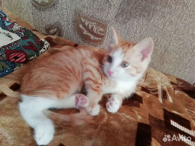 Котенок Тошка