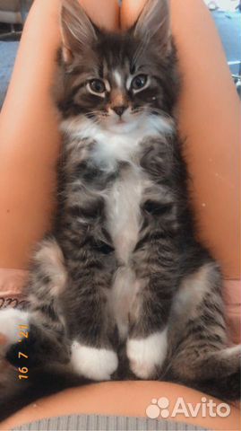Кошка мэйнкун