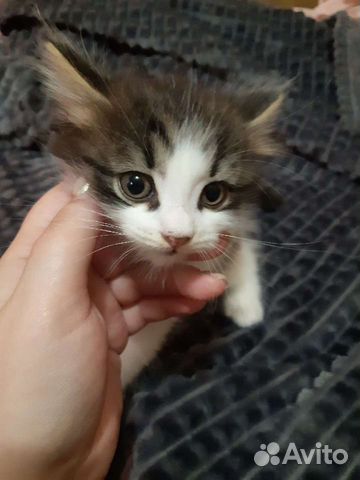 Кошка в дар