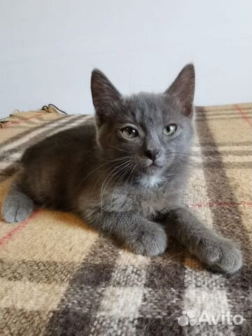 Котёнок в дар