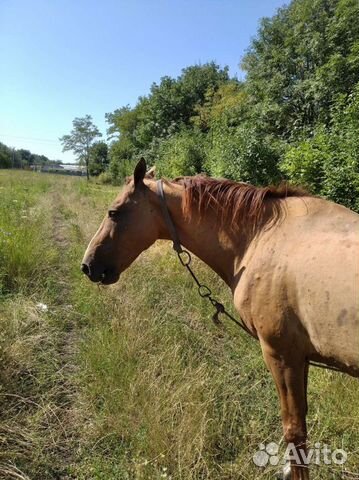 Подам лошадь донской породы восемь лет