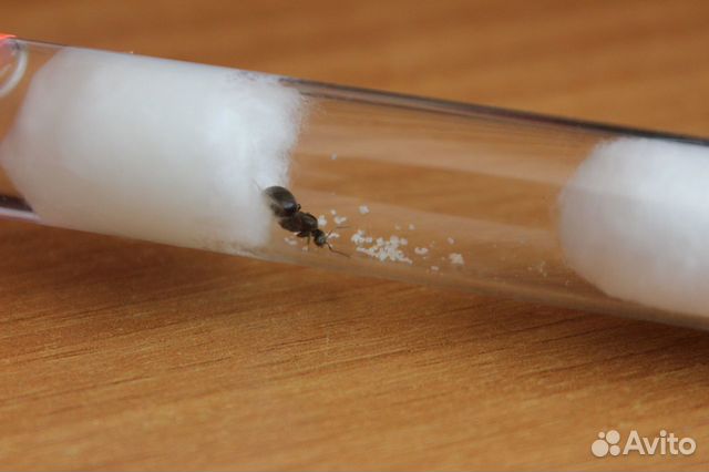 Матка Lasius nigger с расплодом