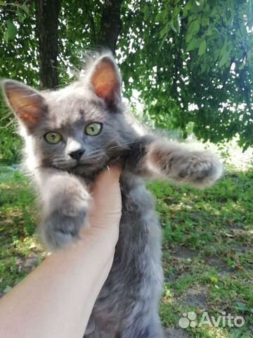 Кошка в дар