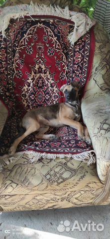 Щенок Бублик в добрые руки