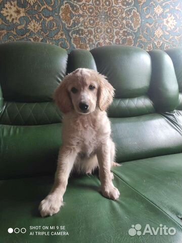 Английский спаниель