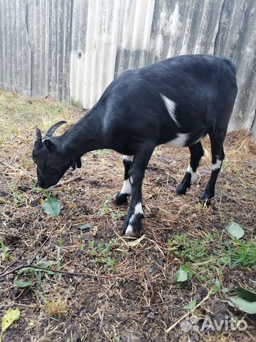 Молодая козочка