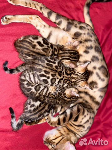 Бенгальские котята москва
