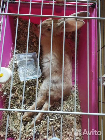 Продам кроликов
