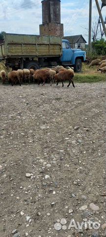 Баранчики полгода