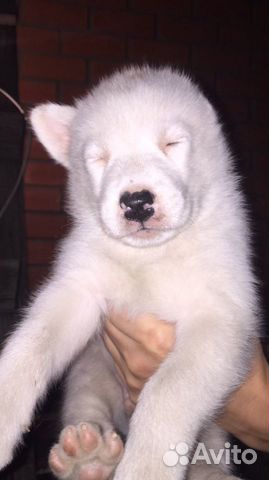 Щенок хаски бесплатно