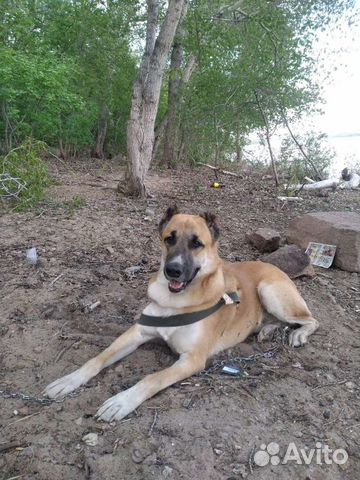 Среднеазиатская овчарка алабай