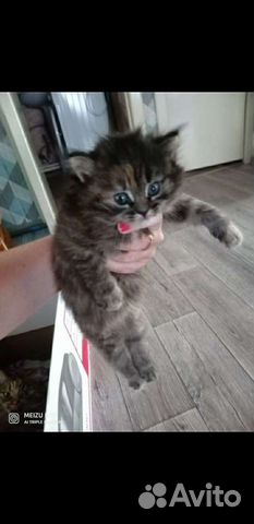 Котенок