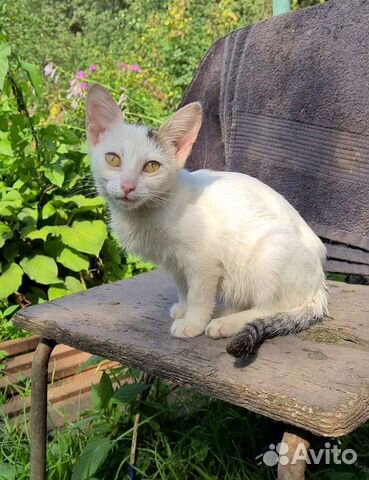 Ласковый котёнок очень нуждается в доме