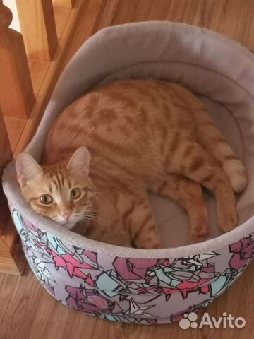 Рыжий Красавец