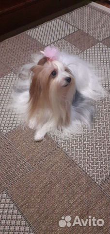 Щенки Бевера