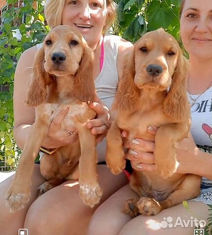 Кокер спаниель рыжий красавчик