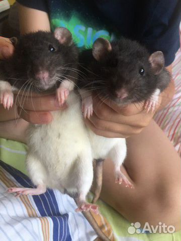 Крысы дамбо с клеткой бесплатно