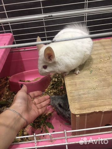 Две шиншиллы-пара