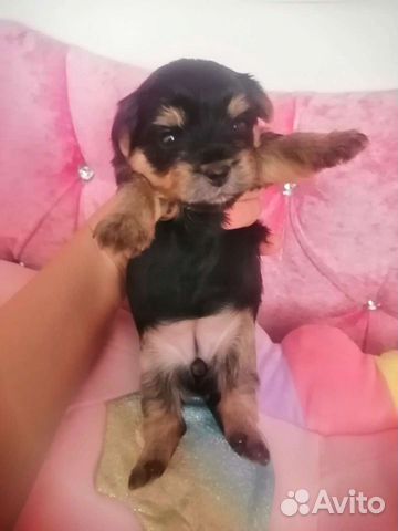 Куколка йорка