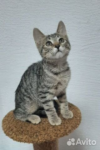 Кошечка Тася