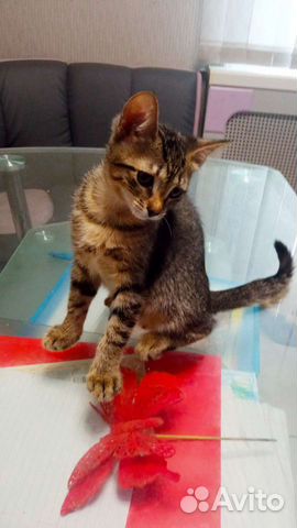 Кошка