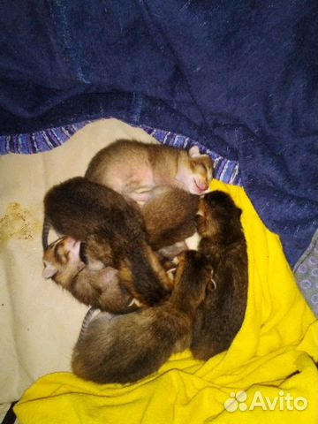 Аббисинские котята смесь