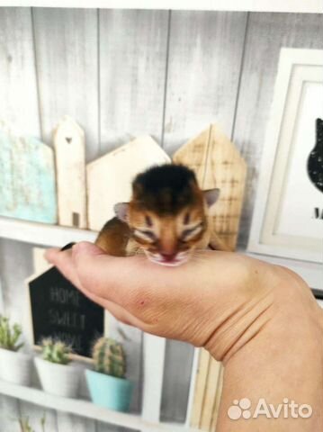 Резерв абиссинских котят