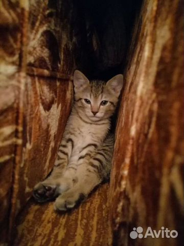 Котятки метисы корниш-рекс