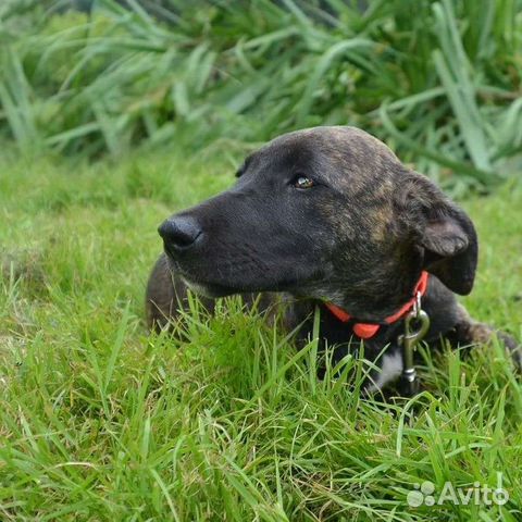 Щенок, Наоми