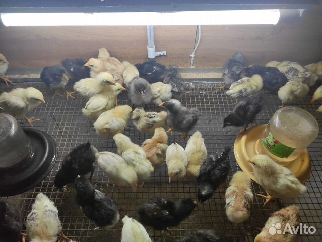 Цыплята подрощенные