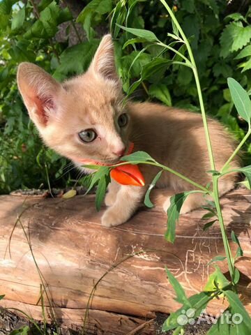 Котенок котята котик в дар бесплатно добрые руки