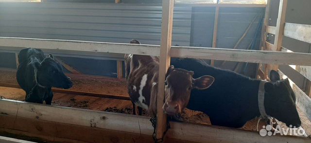 Бычки и телочки