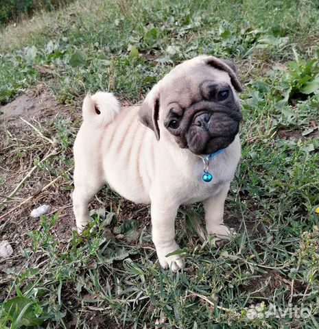 Ветер Балтики Знай Наших