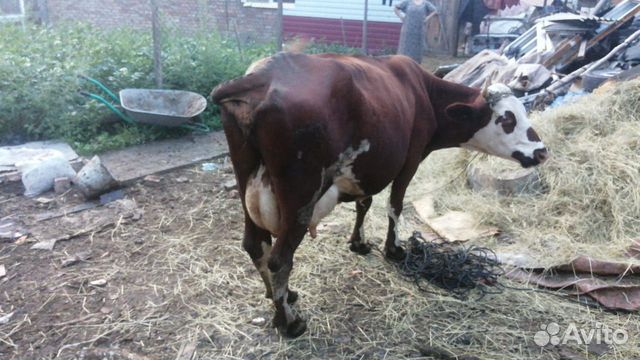 Корова доиная