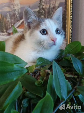 Котёнок девочка в добрые руки