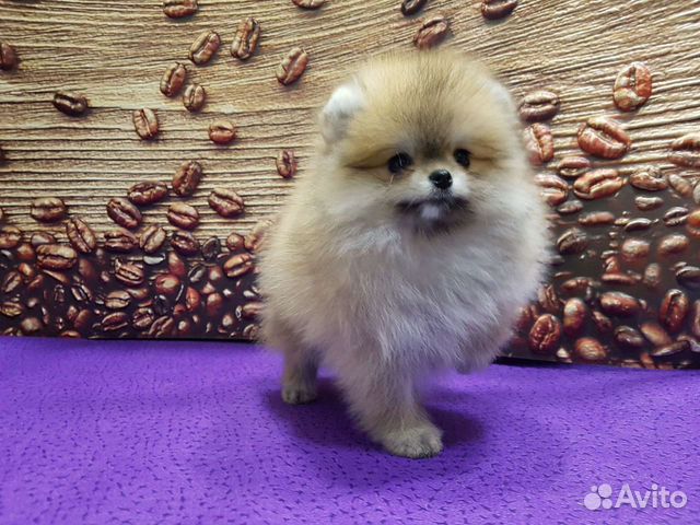 Щенки померанского шпица