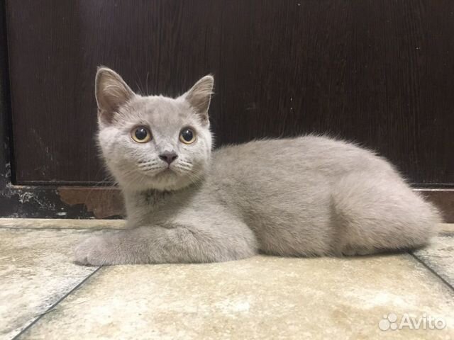 Британские котята