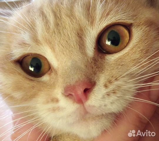 Рыжий/черепаший котенок Леопольд мальчик