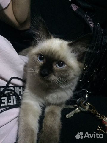 Сиамский кот