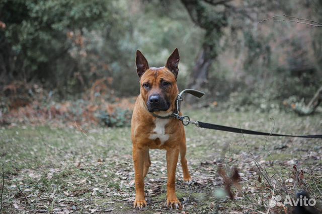 Метис стаффорда